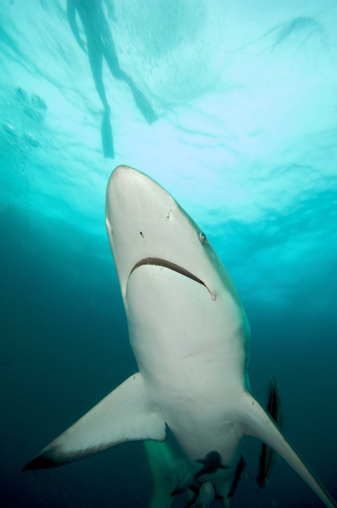 Dusky shark - Gavin Parsons