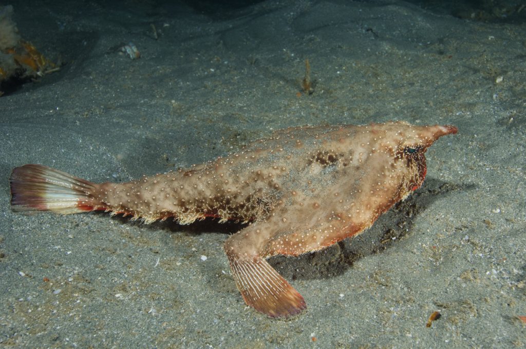 Shortnosed batfish - Gavin Parsons