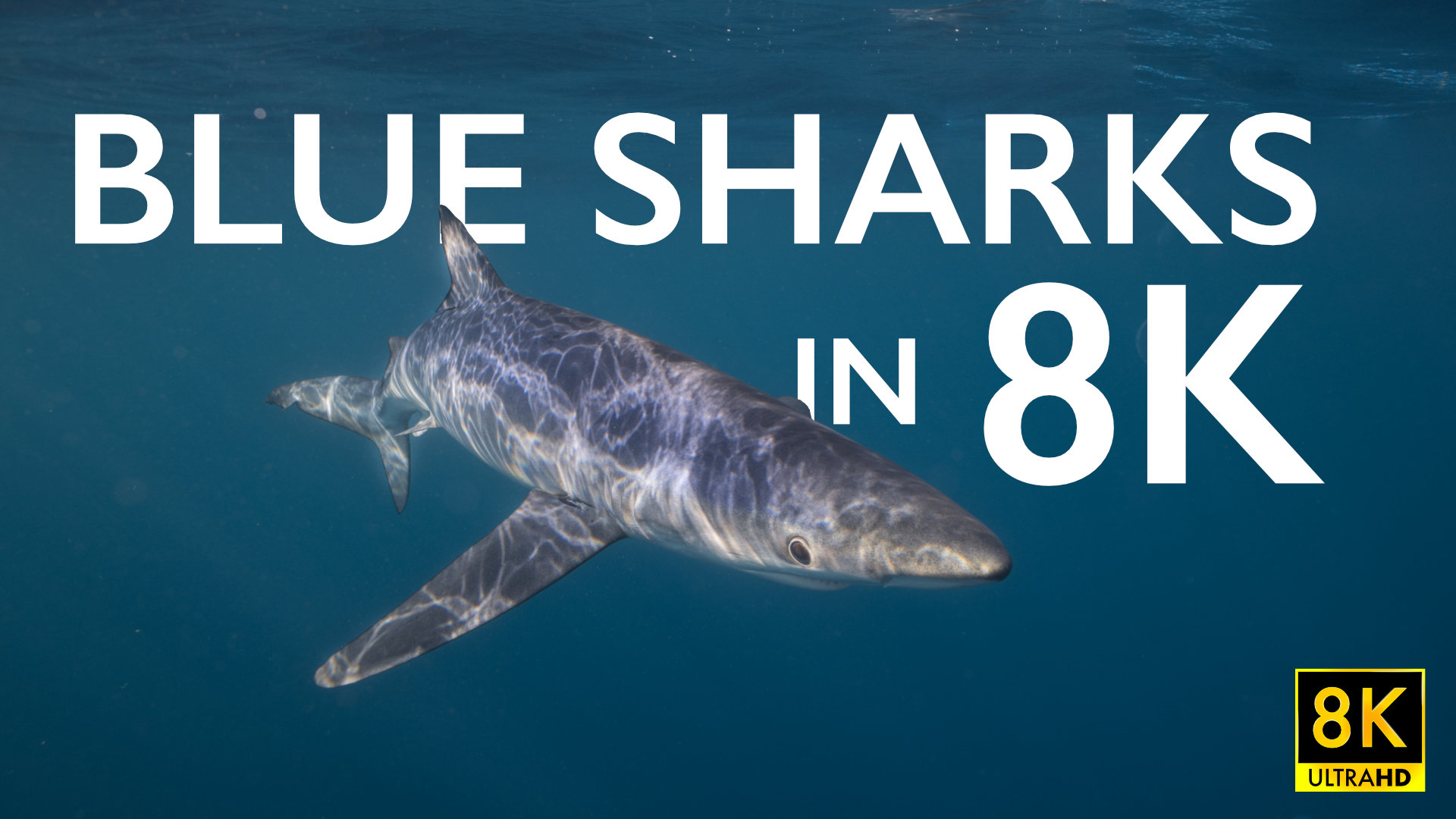 Blue sharks in 8K - Gavin Parsons