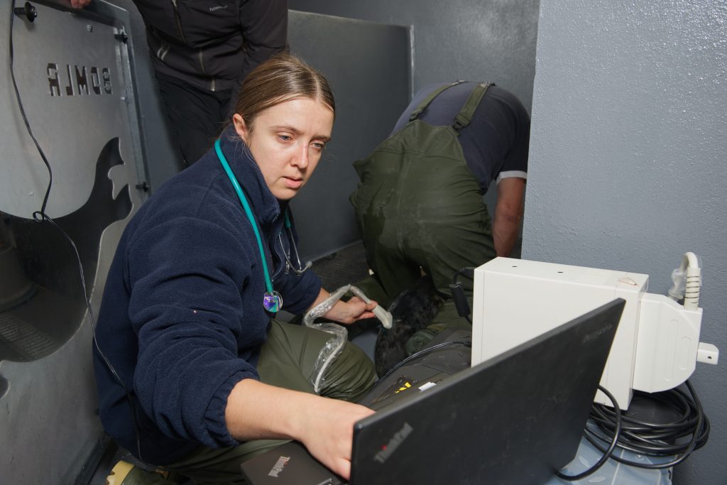 BDMLR Seal Hospital — Gavin Parsons