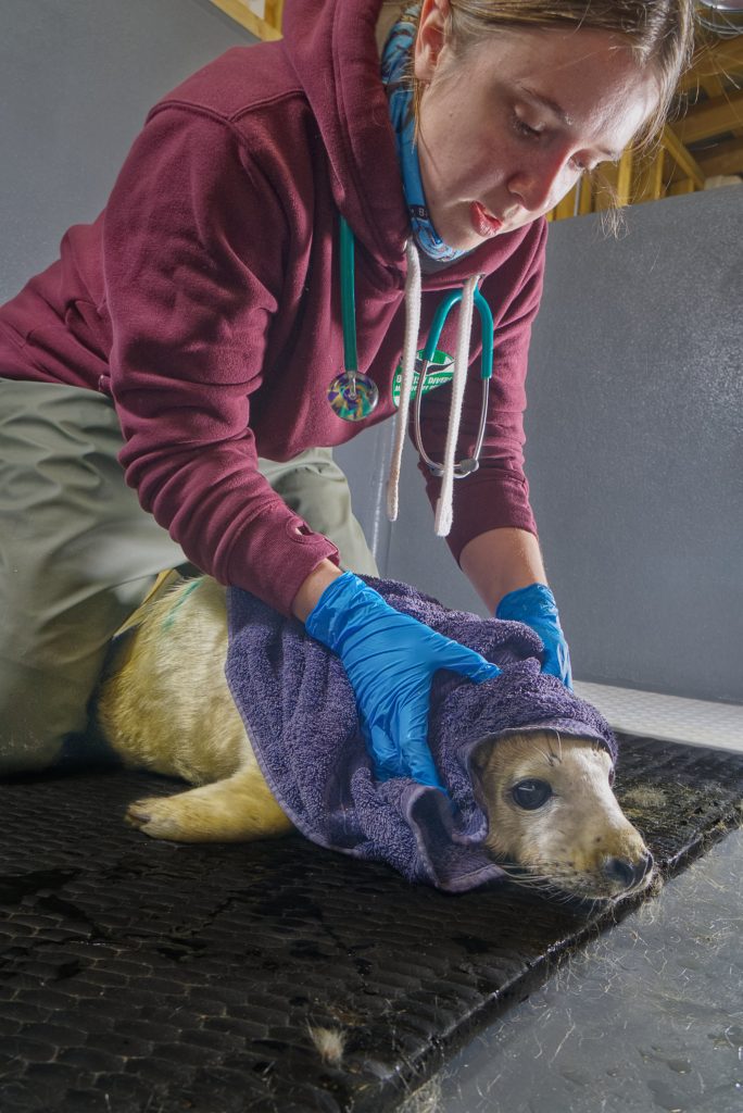BDMLR Seal Hospital - Gavin Parsons